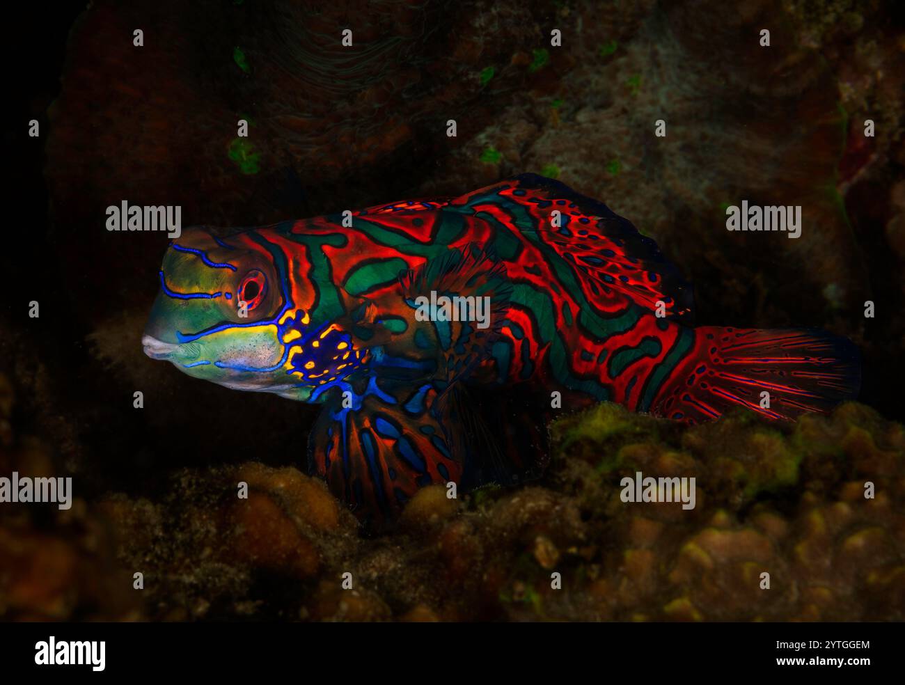 Beautiful Mandarinfish (Synchiropus splendidus). The background is a ...
