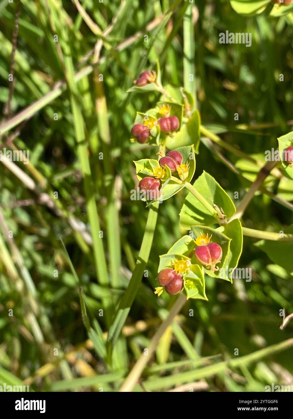 leafy spurge (Euphorbia esula Stock Photo - Alamy