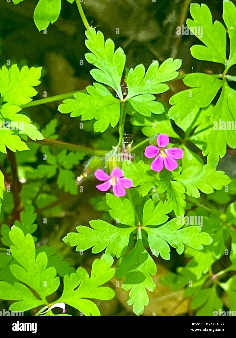 Little robin geranium purpureum hi-res stock photography and images - Alamy