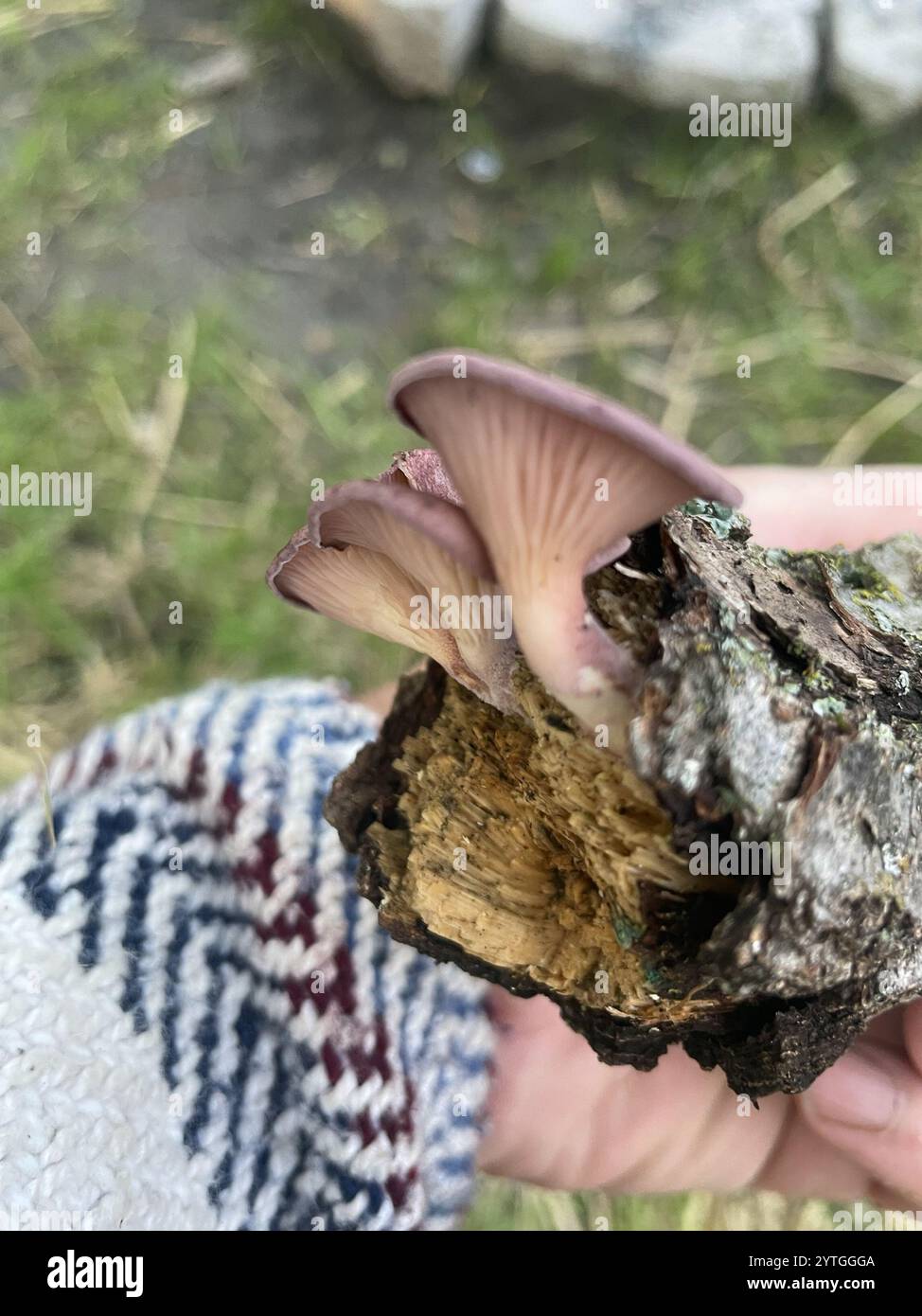 Lilac oysterling (Panus conchatus Stock Photo - Alamy