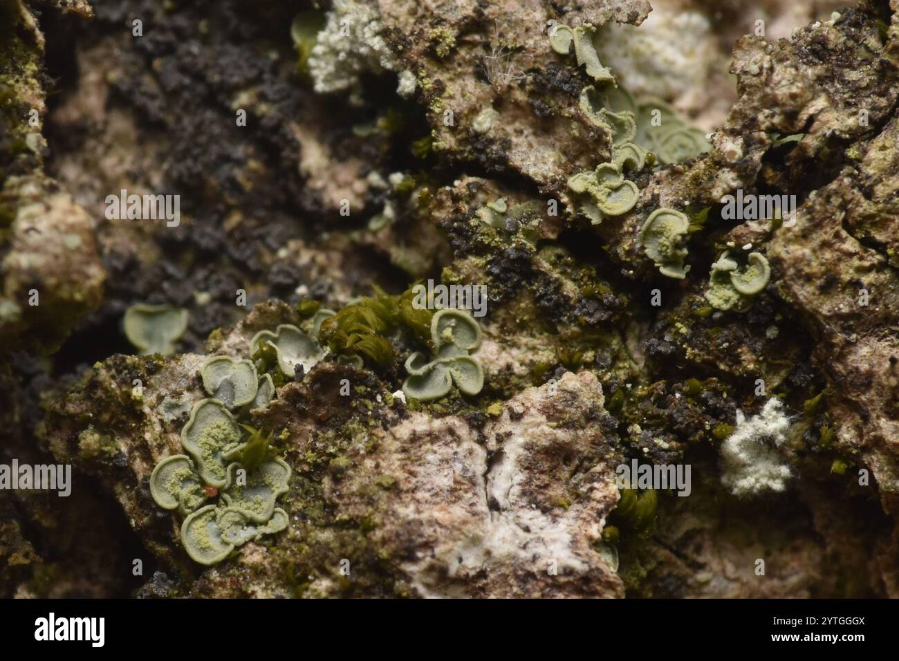 Elf Ears lichen (Normandina pulchella Stock Photo - Alamy