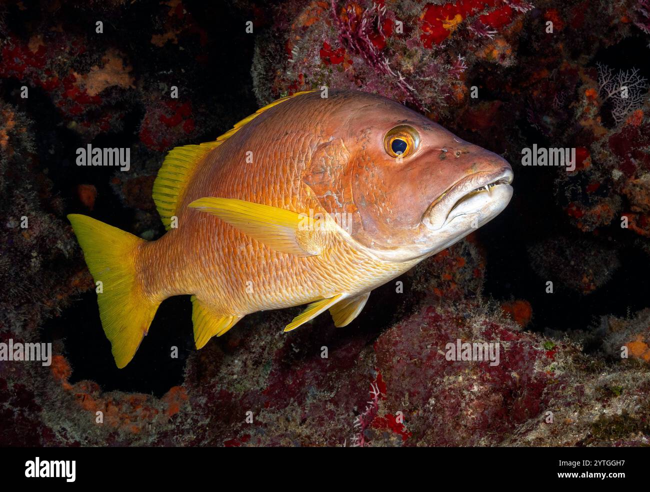 Eye level with a Schoolmaster Snapper (Lutjanus apodus). Background is ...