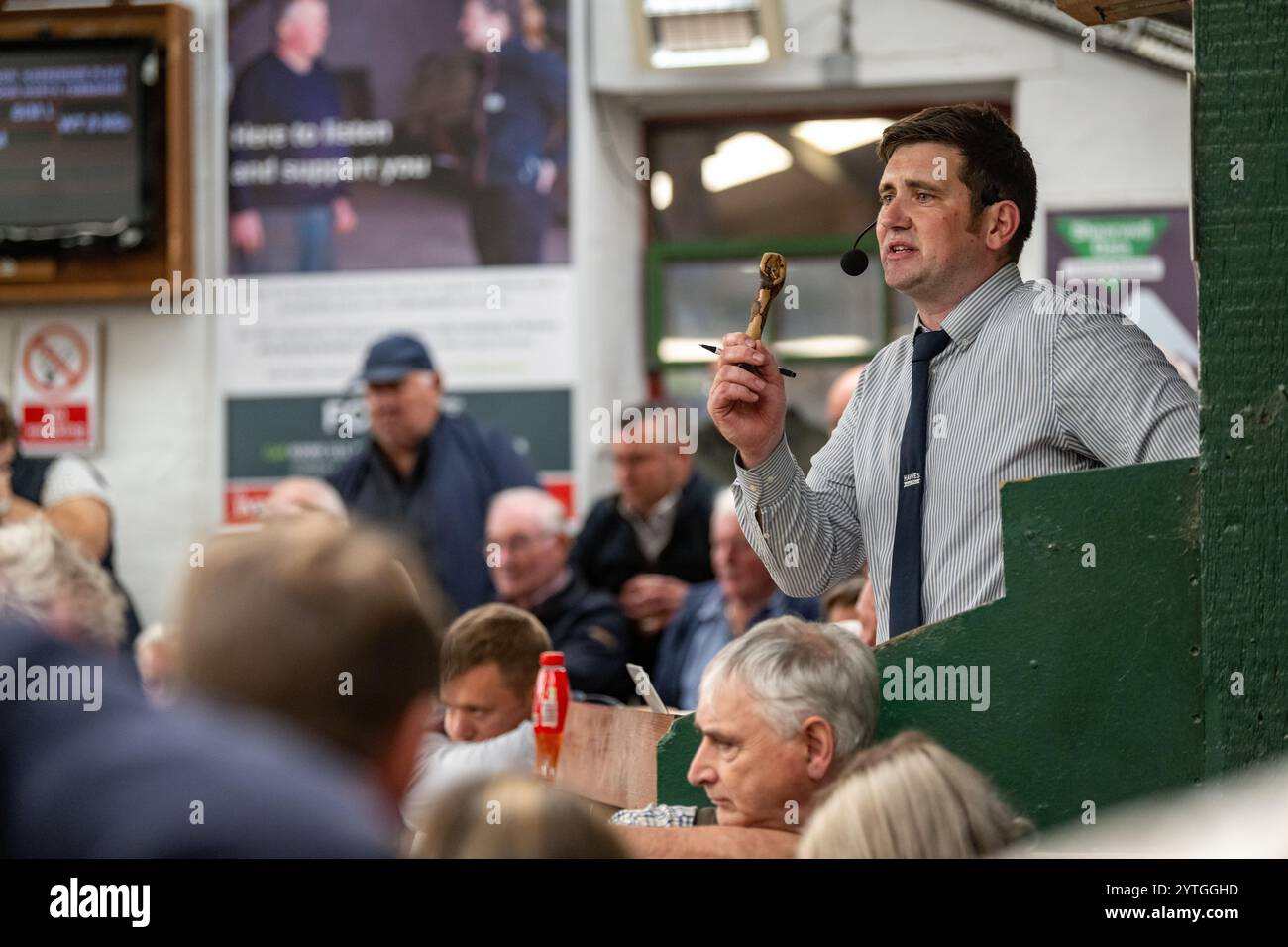 Sale of North of England mule gimmer lambs at Hawes, North Yorkshire ...
