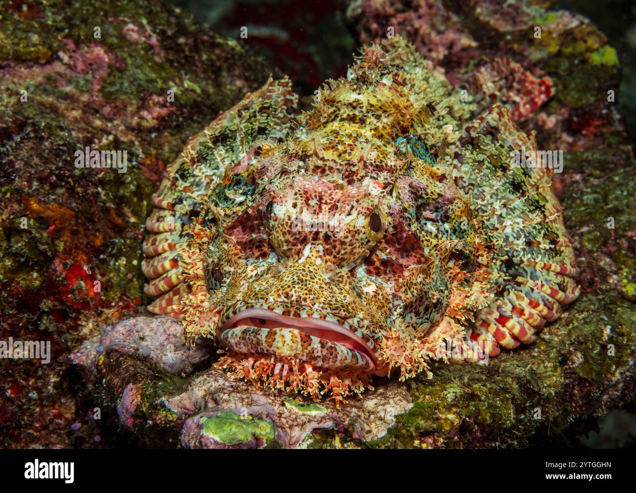 Eye level with Scorpionfish (Scorpaenidae) resting on the coral reef ...