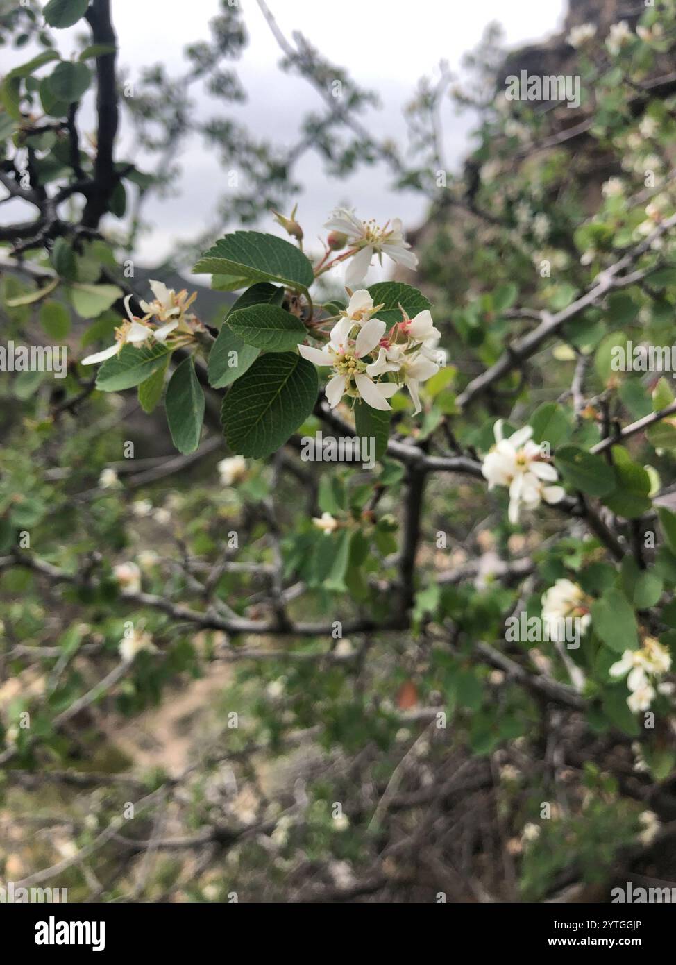 Utah Serviceberry (Amelanchier utahensis Stock Photo - Alamy