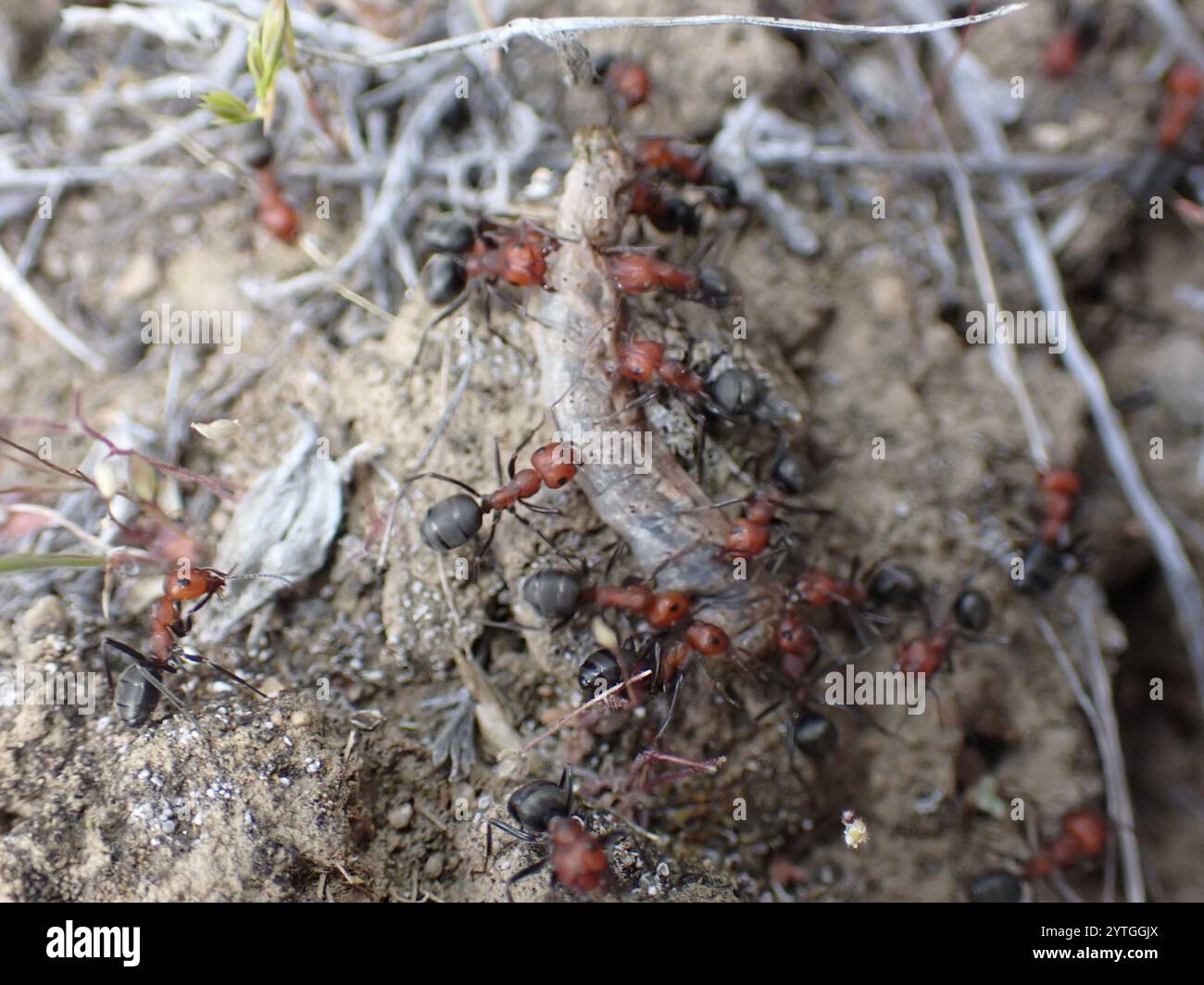 integra-group Field and Mound Ants (Formica integra Stock Photo - Alamy