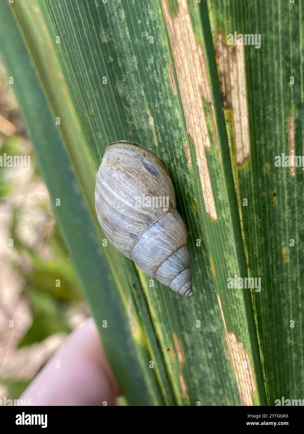Ghost Bulimulus (Bulimulus bonariensis Stock Photo - Alamy