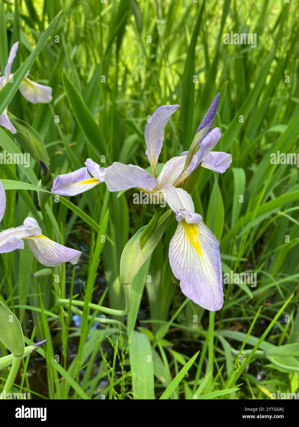 southern blue flag (Iris virginica Stock Photo - Alamy
