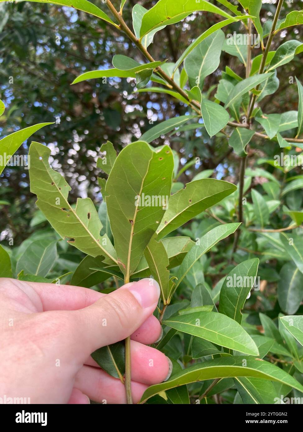 swamp laurel oak (Quercus laurifolia Stock Photo - Alamy