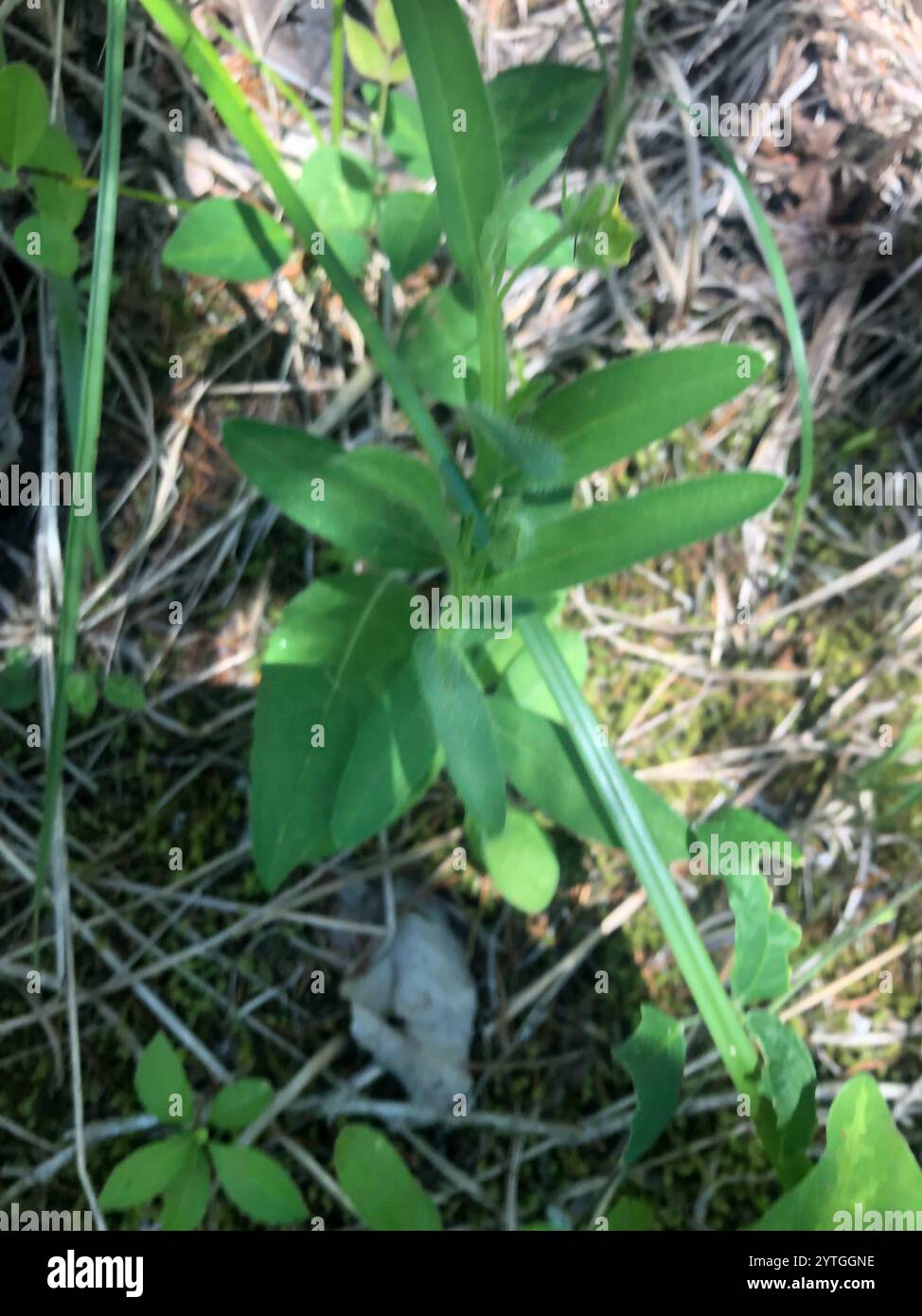 arrowhead rattlebox (Crotalaria sagittalis Stock Photo - Alamy