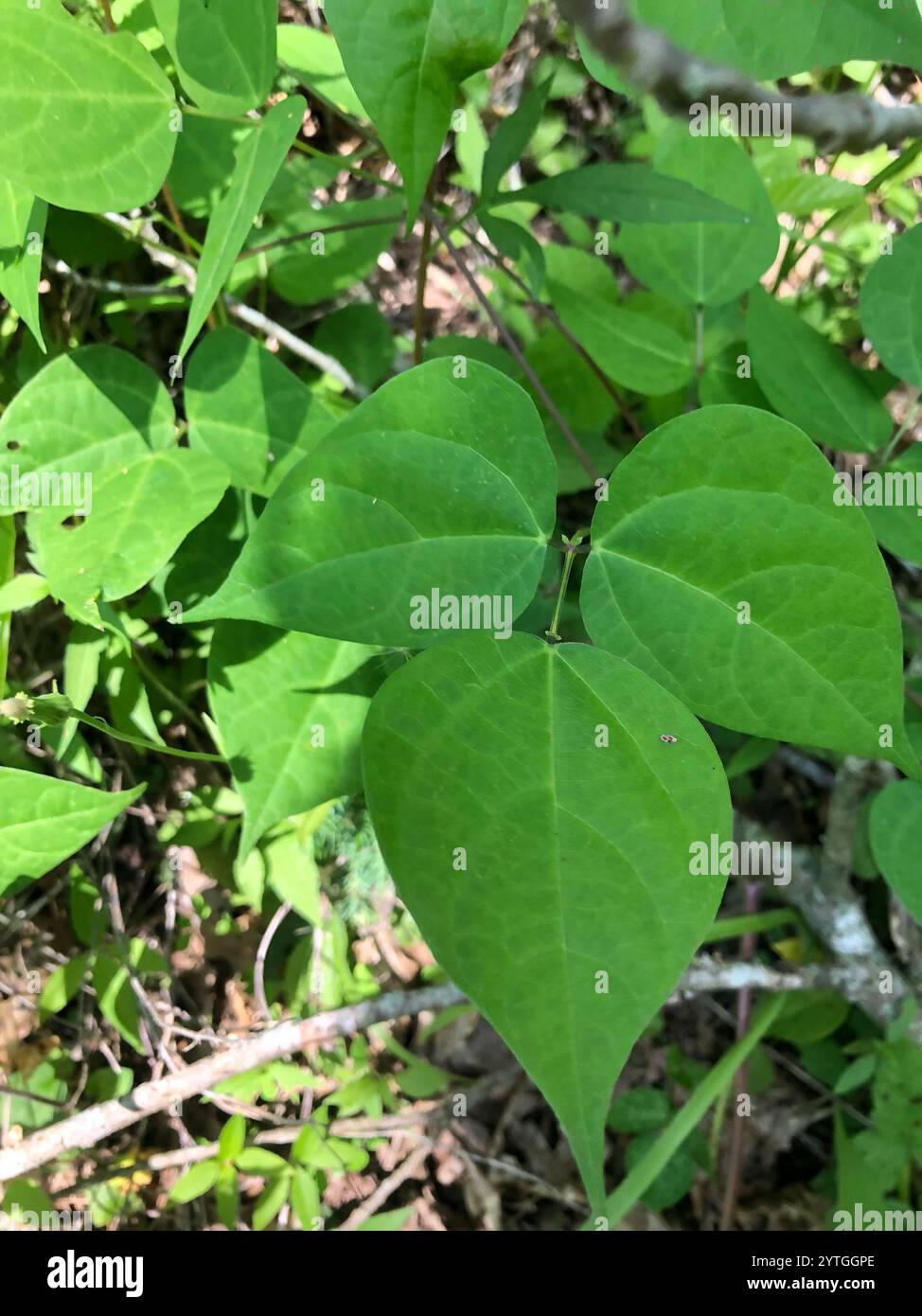 Polystachios hi-res stock photography and images - Alamy