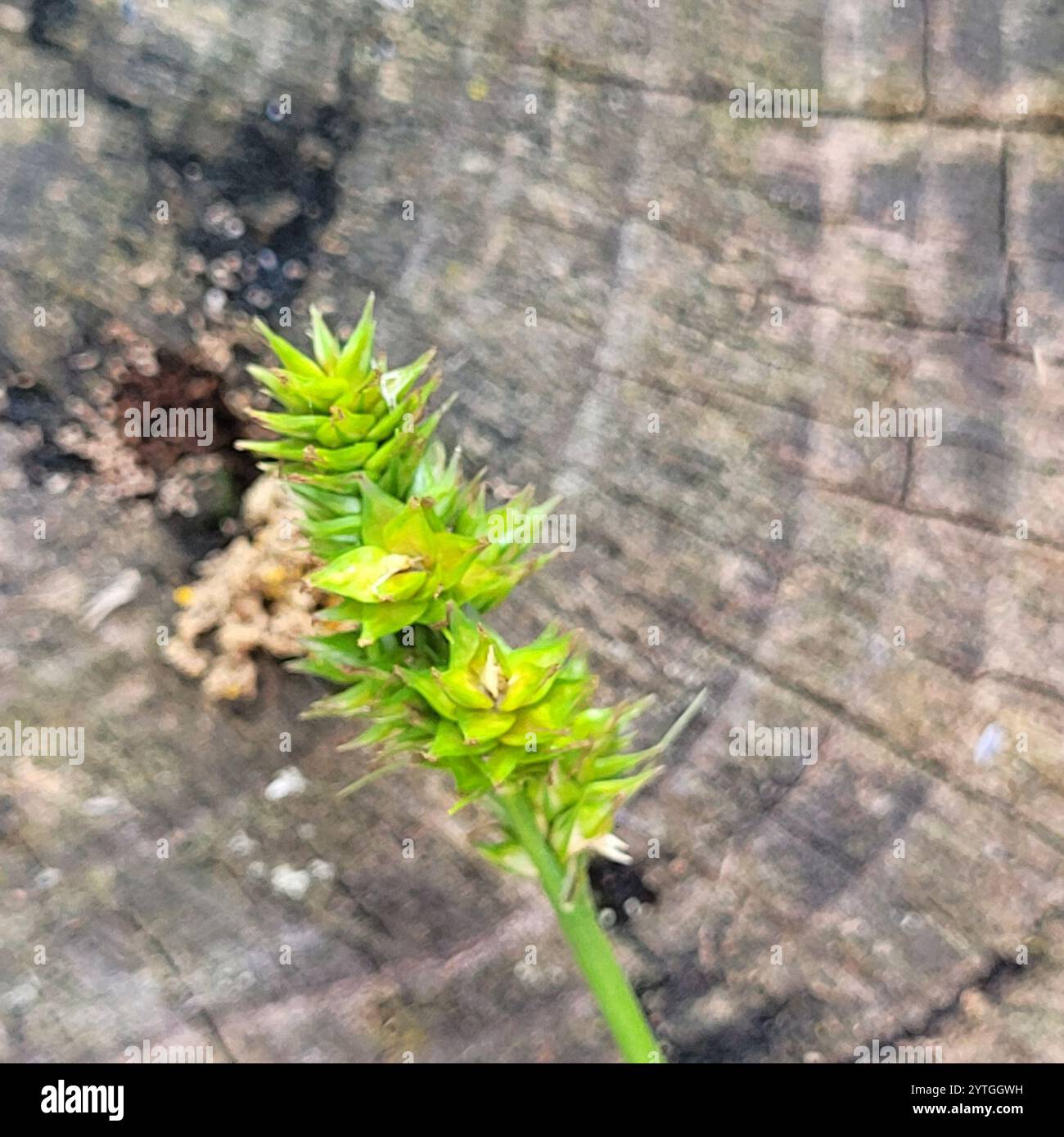 oval-headed sedge (Carex cephalophora Stock Photo - Alamy
