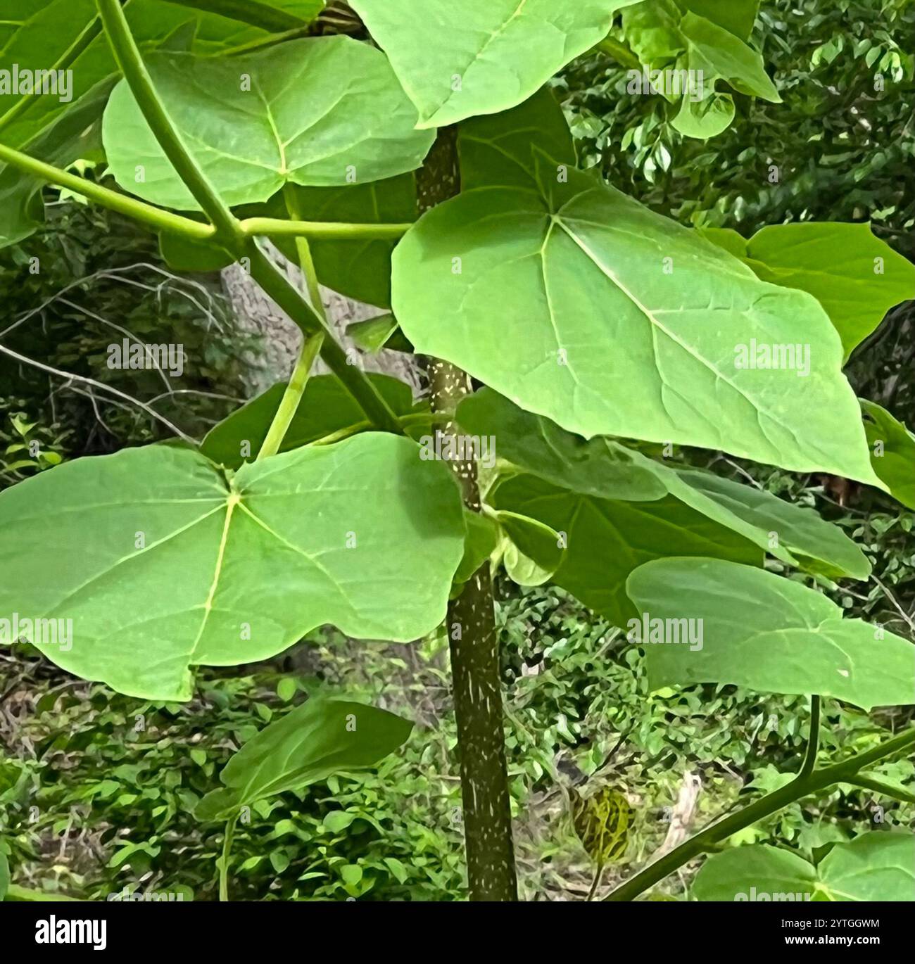 princess tree (Paulownia tomentosa Stock Photo - Alamy