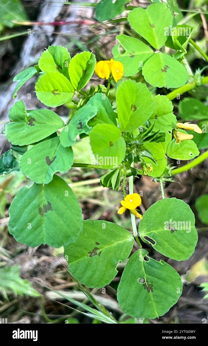 Spotted medick hi-res stock photography and images - Alamy