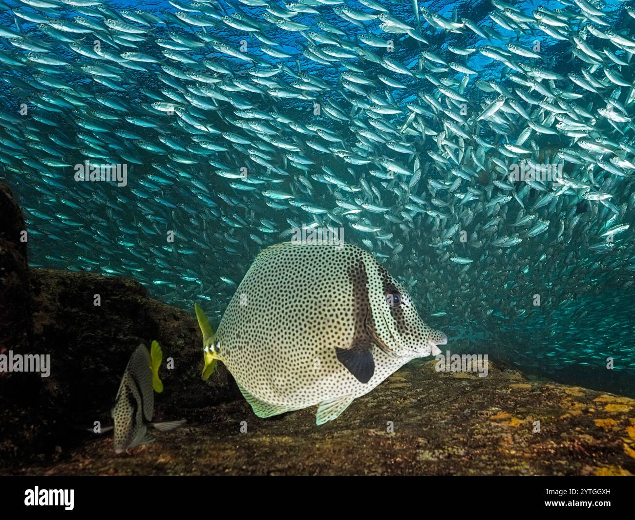 Eye level with a Yellowtail Surgeonfish (Prionurus punctatus). Behind ...