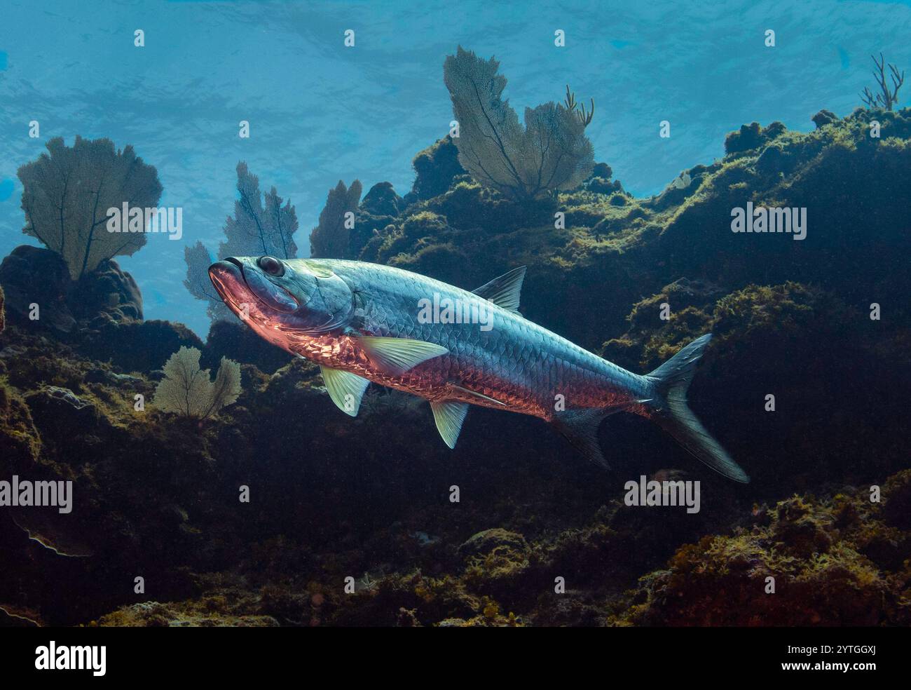 Looking up at a Tarpon (Megalops). Above we can see the surface, on all ...