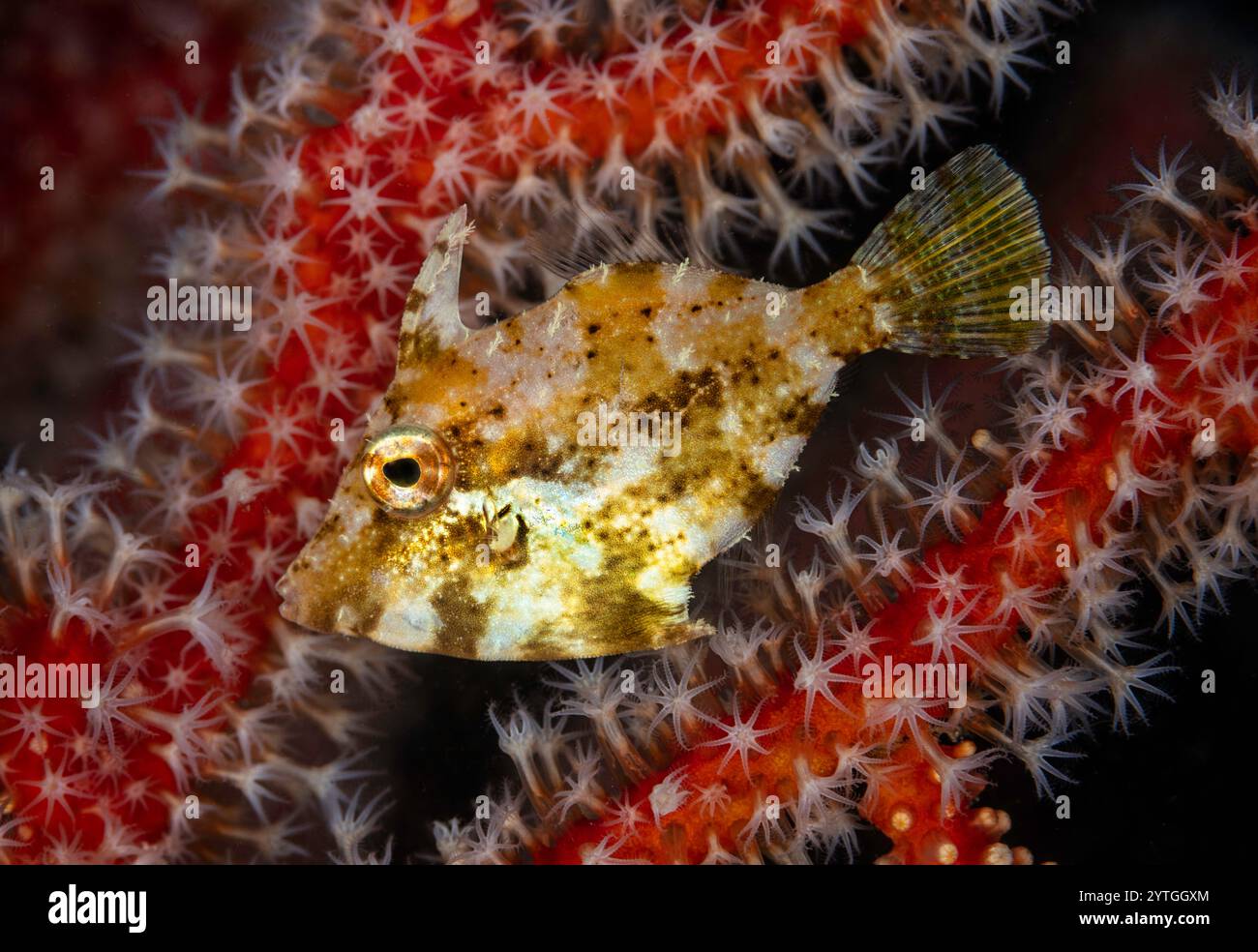 Eye level with a Seagrass Filefish (Acreichthys tomentosus). Behind is ...