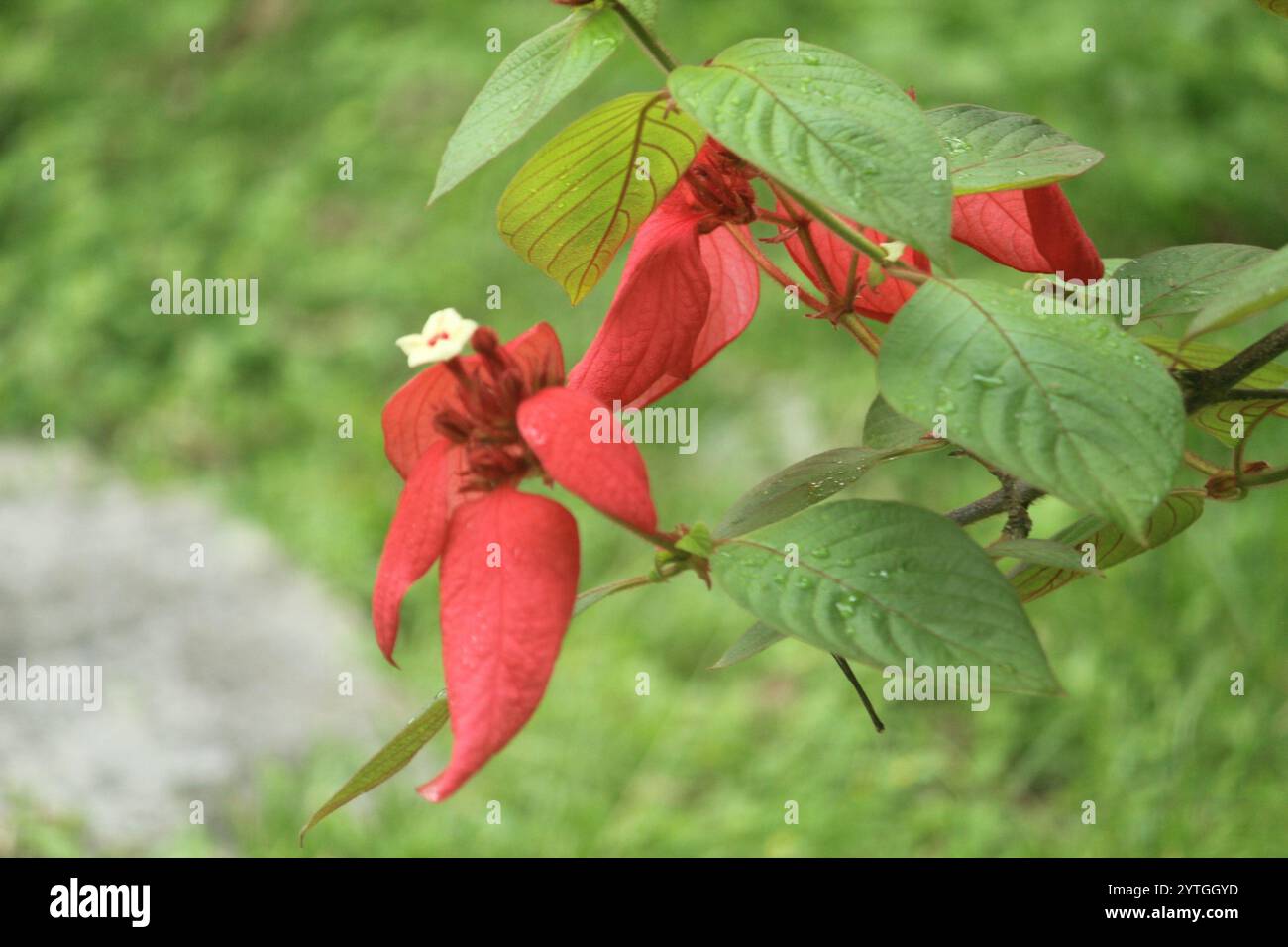 Red-leaved Mussaenda (Mussaenda erythrophylla Stock Photo - Alamy
