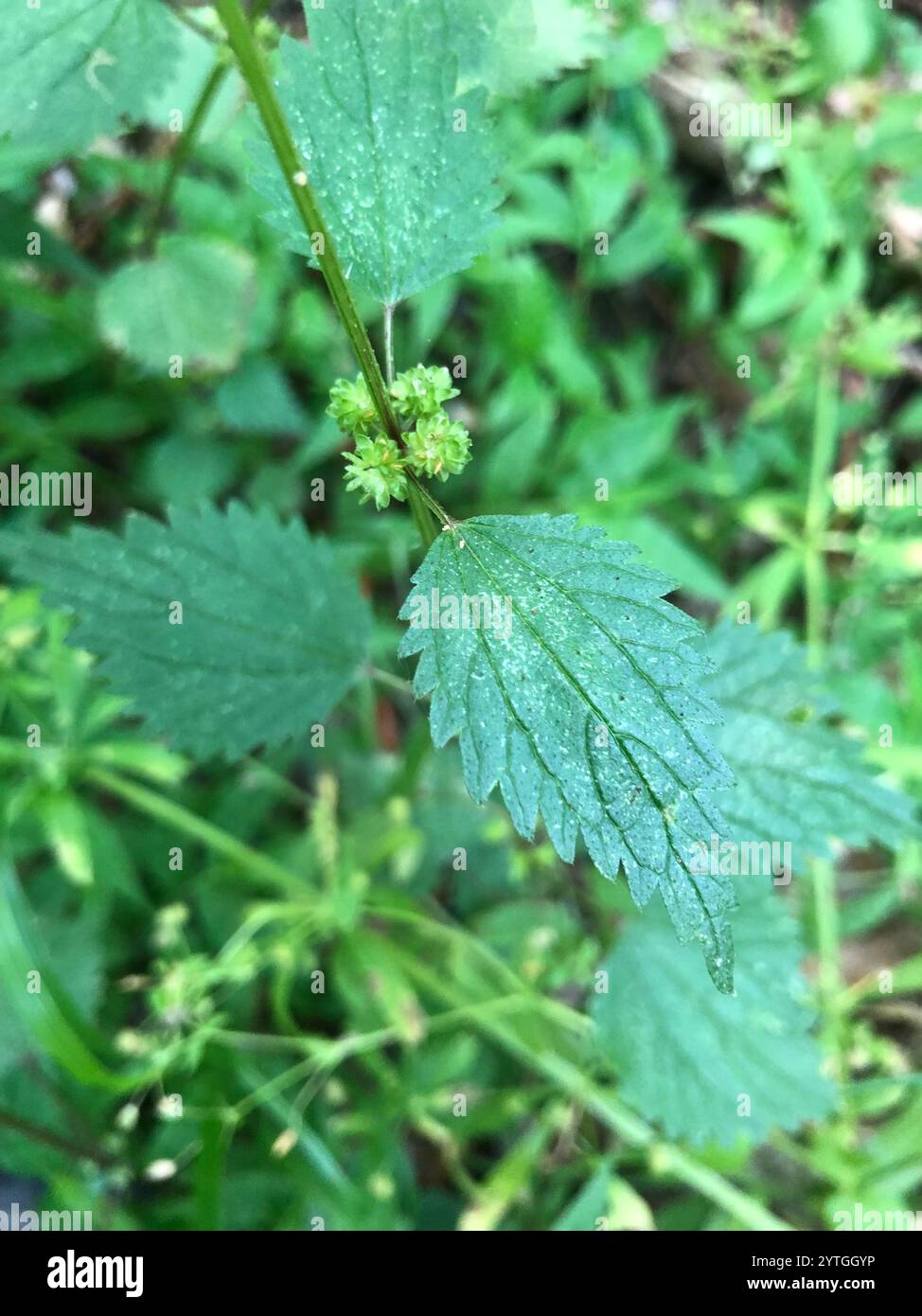 heartleaf nettle (Urtica chamaedryoides Stock Photo - Alamy