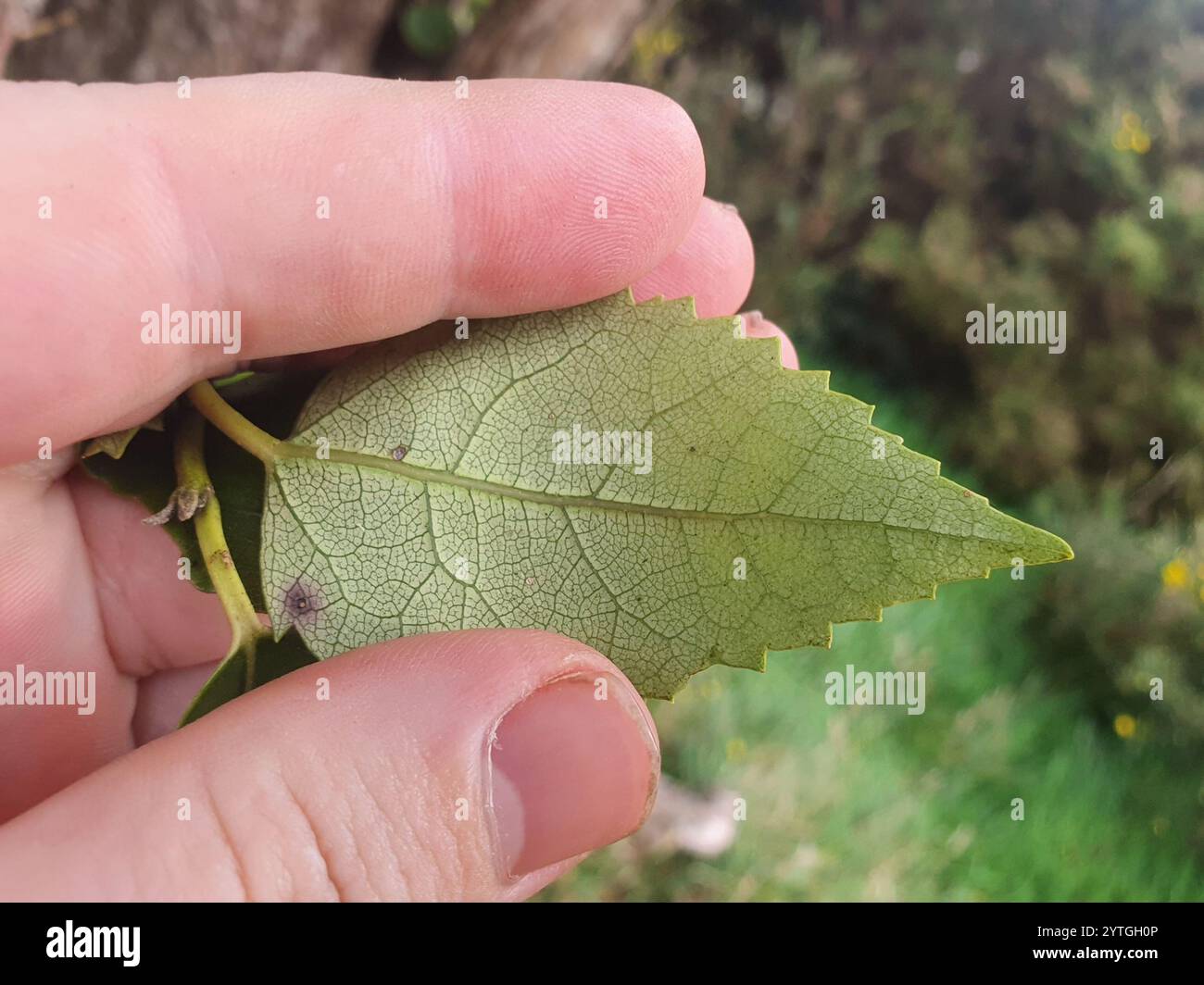 Hoheria populnea hi-res stock photography and images - Alamy