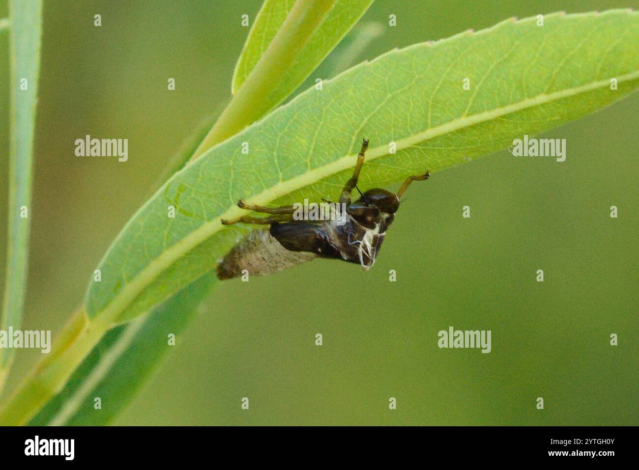 True Spittlebugs (Aphrophoridae Stock Photo - Alamy