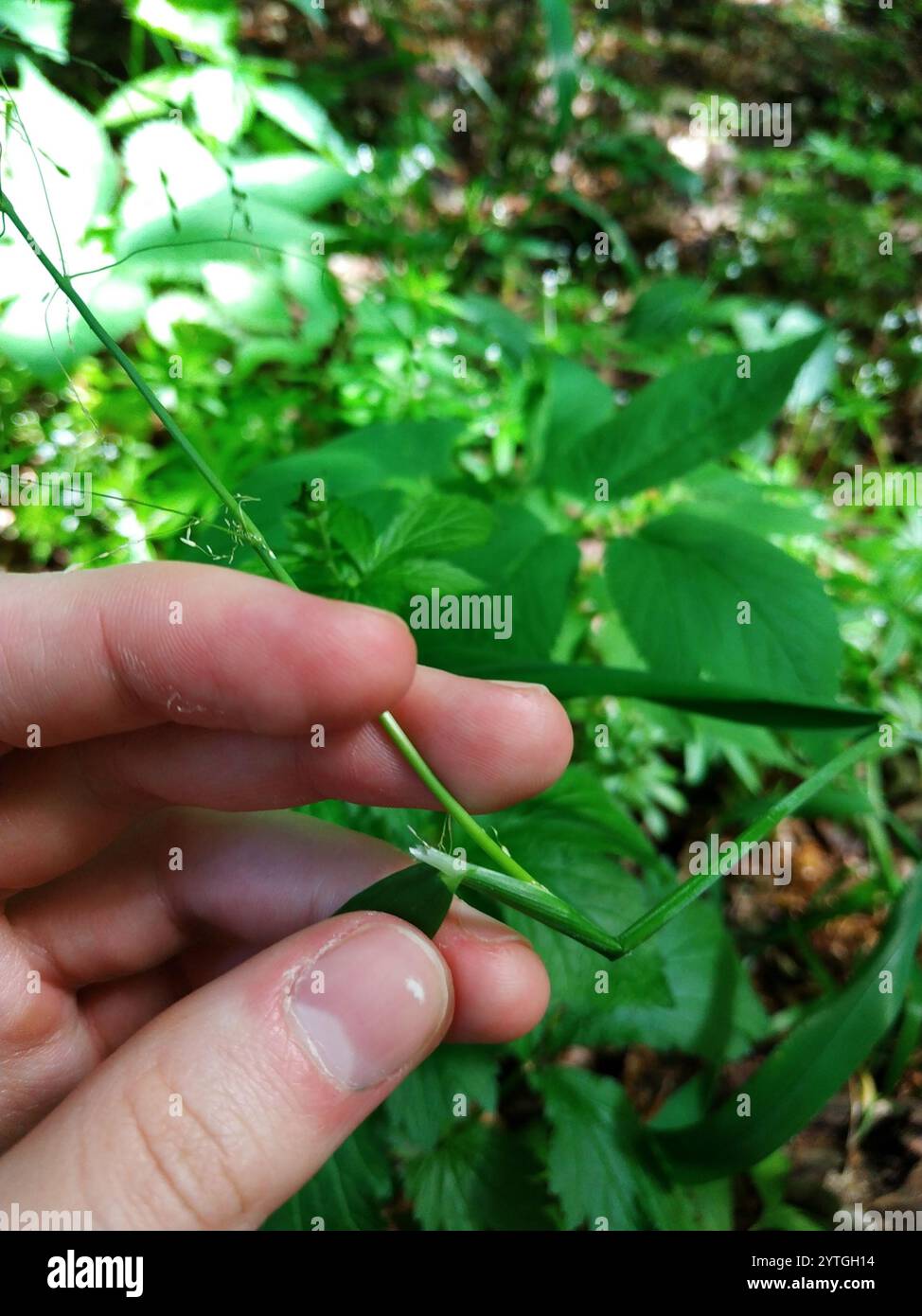 Wood Millet (Milium effusum Stock Photo - Alamy