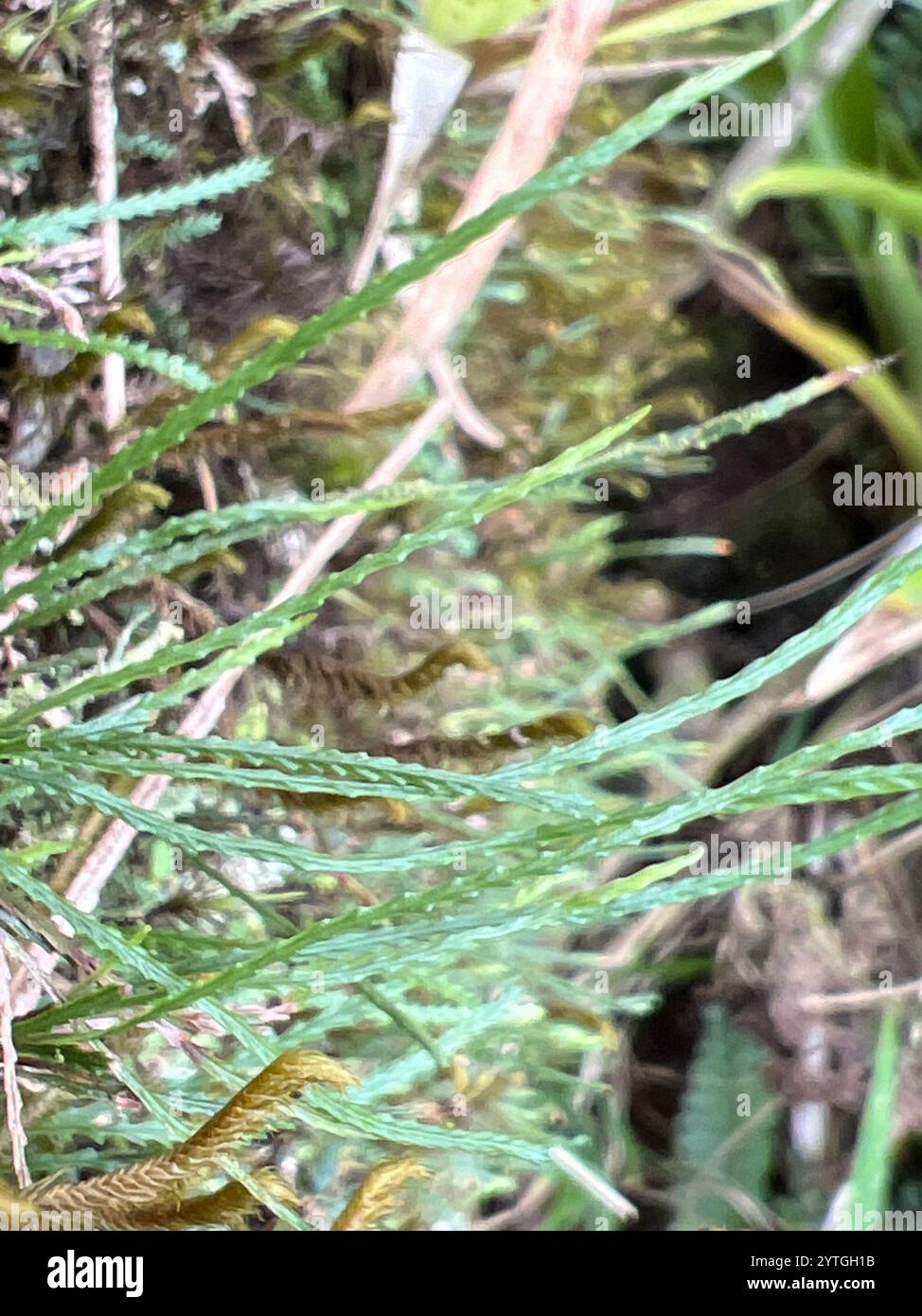 toothed snailfern (Cochlidium serrulatum Stock Photo - Alamy