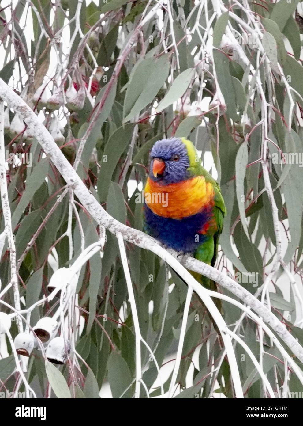 Rainbow Lorikeet (Trichoglossus moluccanus Stock Photo - Alamy
