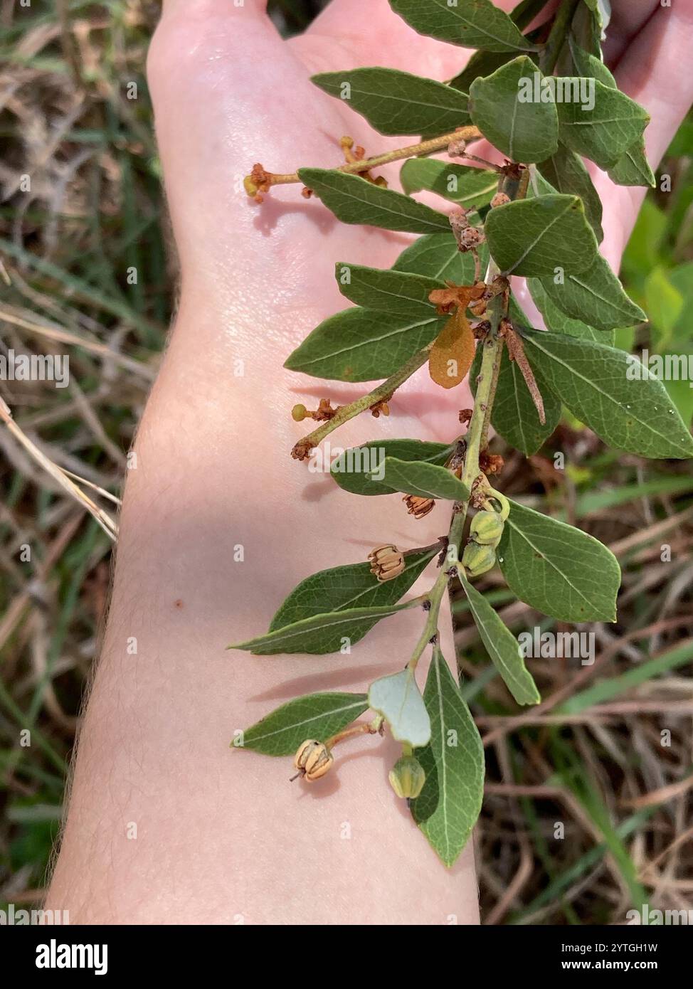 coastal plain staggerbush (Lyonia fruticosa Stock Photo - Alamy