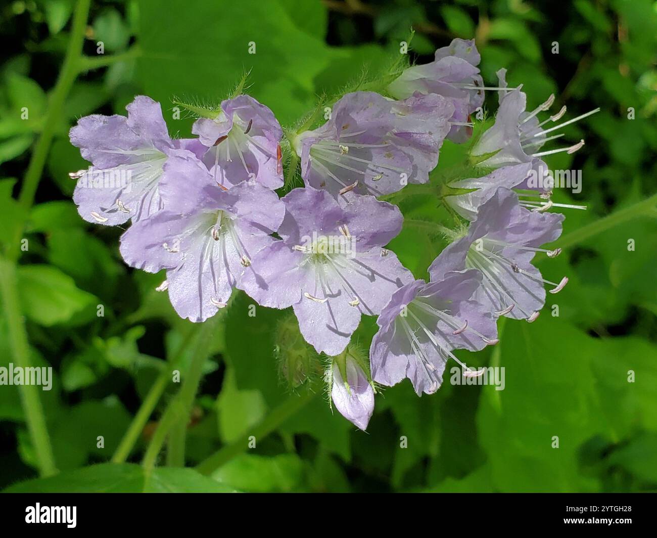 Great waterleaf hi-res stock photography and images - Alamy