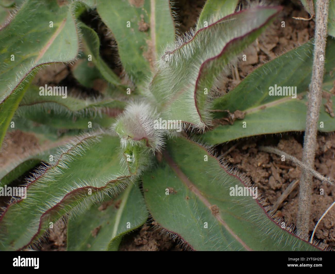 western hawkweed (Hieracium scouleri Stock Photo - Alamy