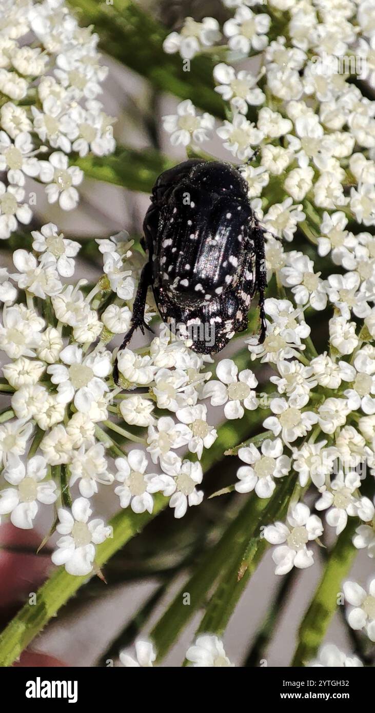 Middle eastern flower scarab hi-res stock photography and images - Alamy