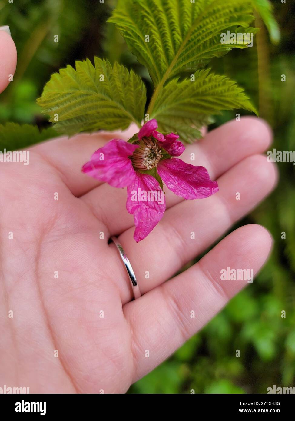Salmonberry (Rubus spectabilis Stock Photo - Alamy