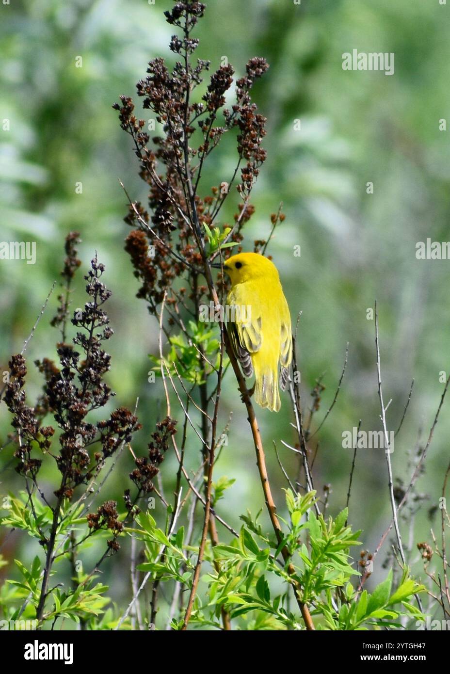 Yellow Warbler (Setophaga petechia Stock Photo - Alamy