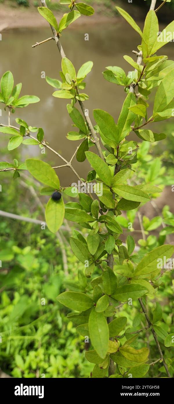 border privet (Ligustrum obtusifolium Stock Photo - Alamy