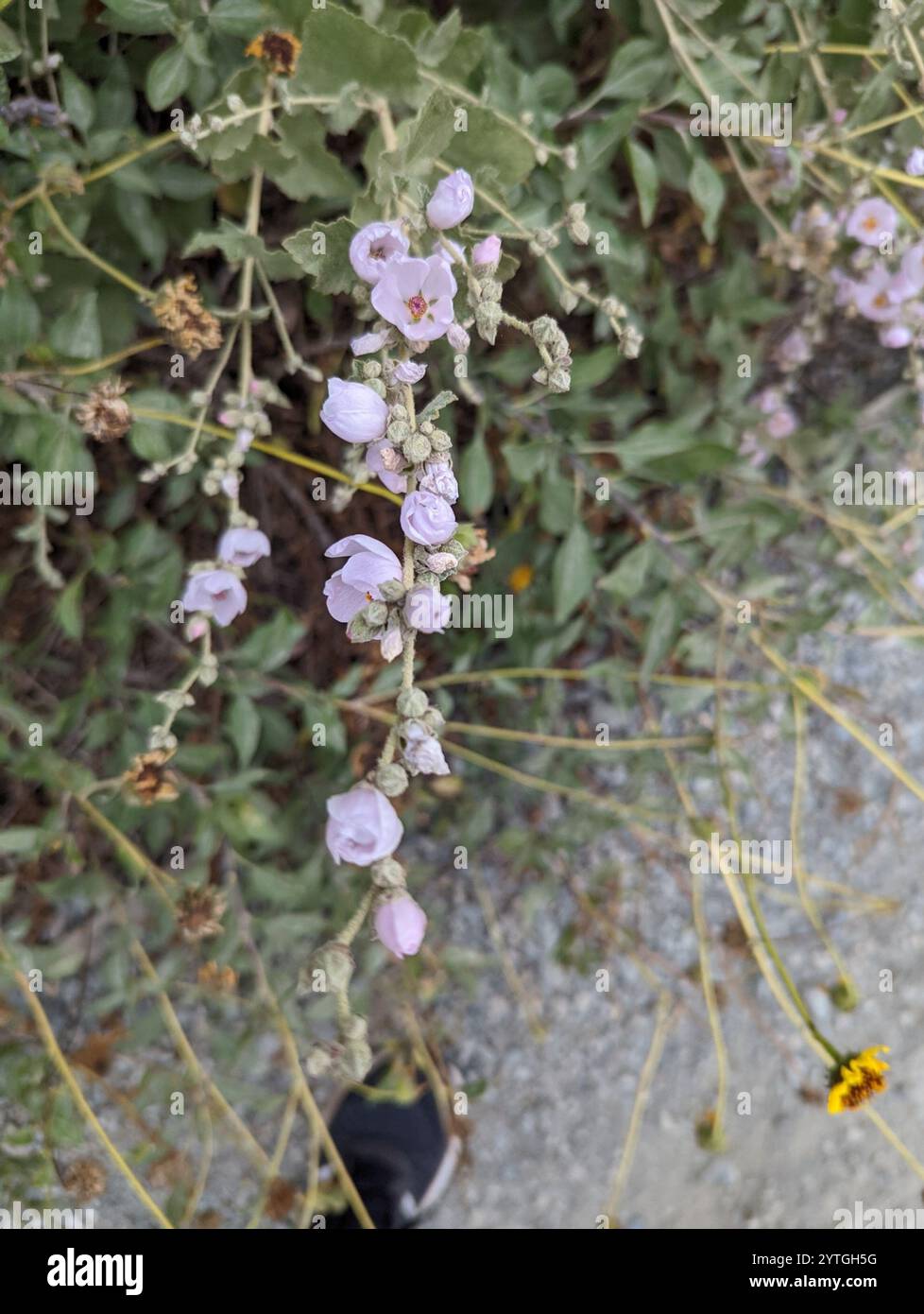 southern coastal bushmallow (Malacothamnus fasciculatus Stock Photo - Alamy
