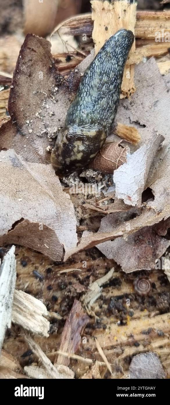 Green Cellar Slug (Limacus maculatus Stock Photo - Alamy