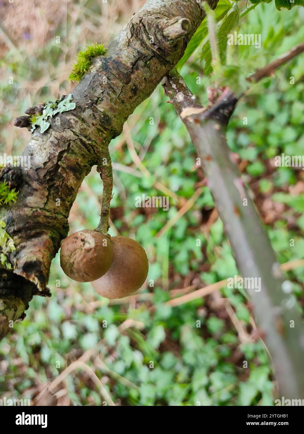 Oak Marble Gall Wasp (Andricus kollari Stock Photo - Alamy