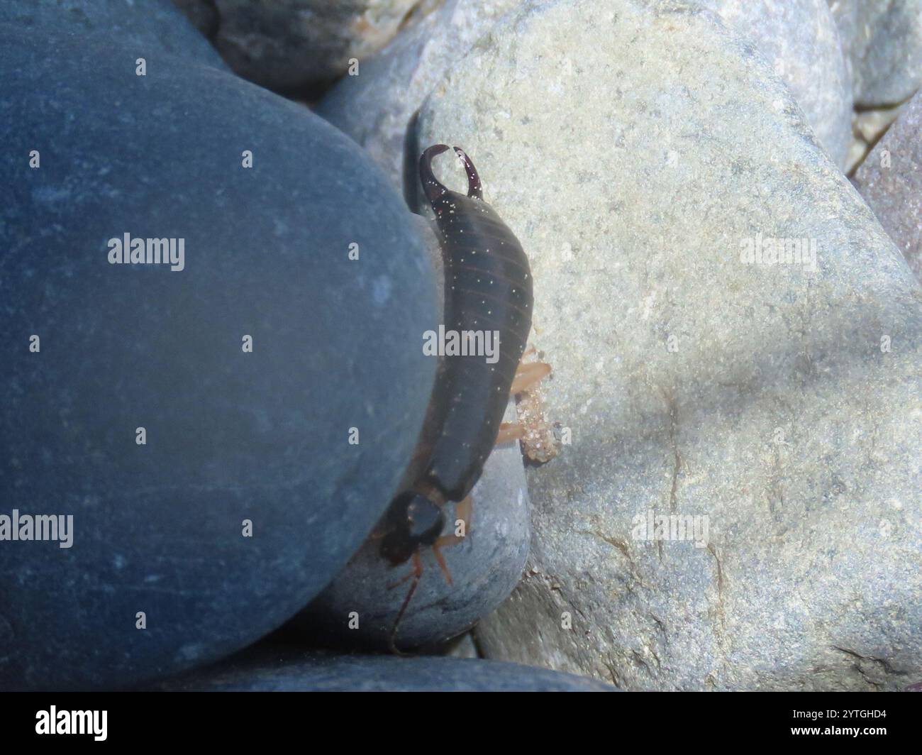 Anisolabis hi-res stock photography and images - Alamy