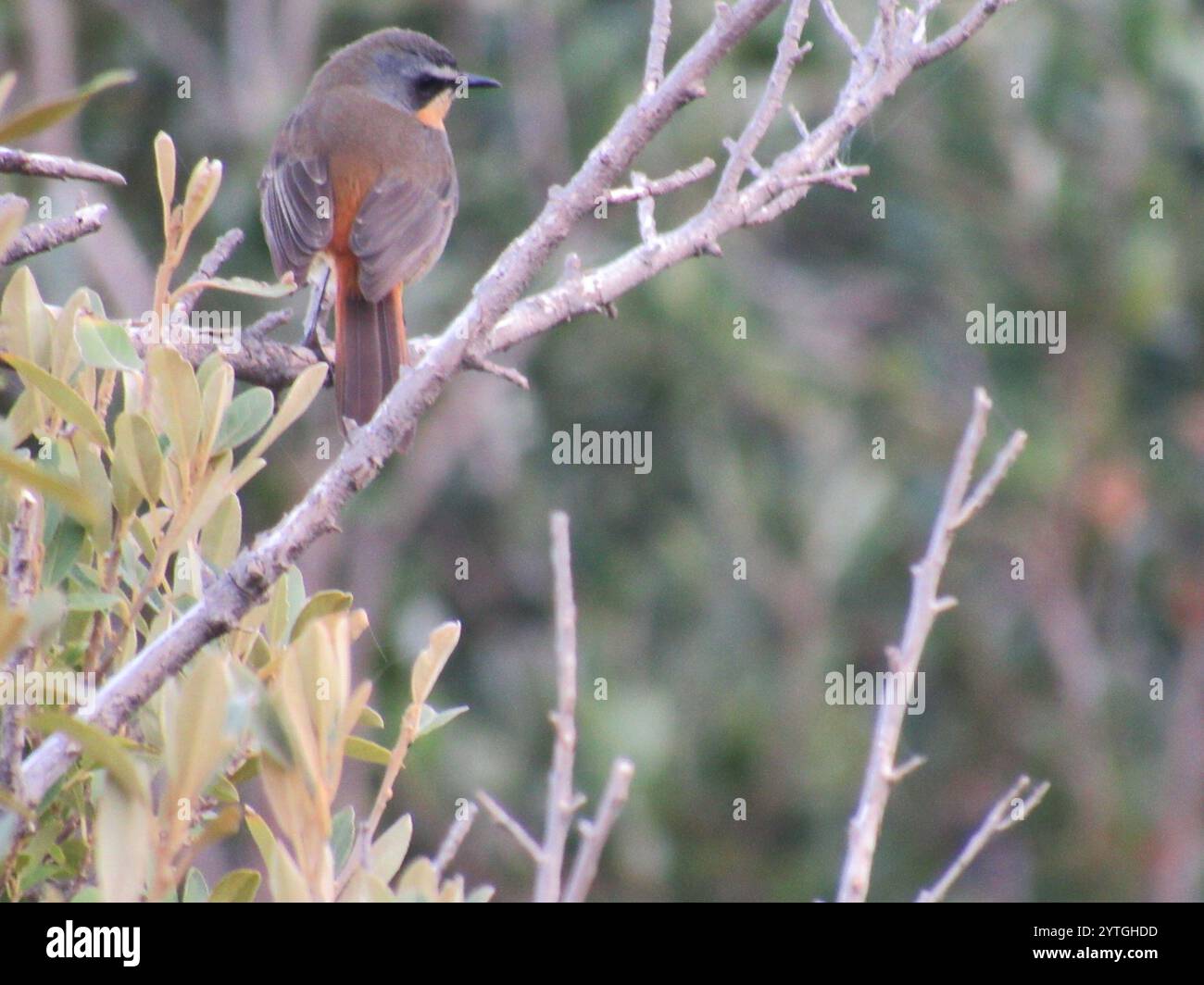 Cape Robin-Chat (Dessonornis caffer Stock Photo - Alamy