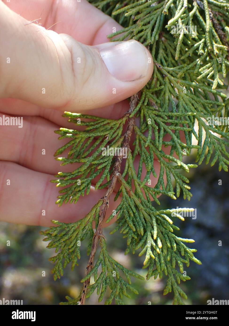 Seaside Juniper (Juniperus maritima Stock Photo - Alamy
