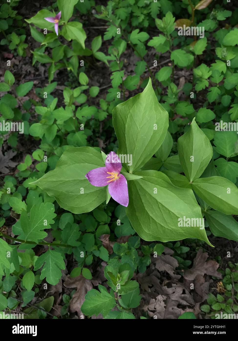 Pacific trillium (Trillium ovatum Stock Photo - Alamy