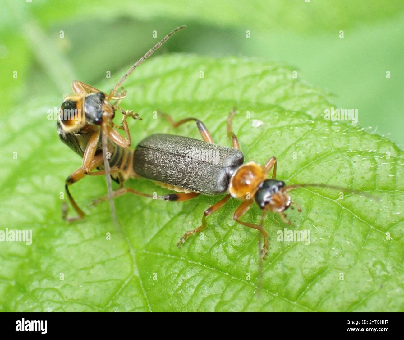 Grey Sailor Beetle (Cantharis nigricans Stock Photo - Alamy
