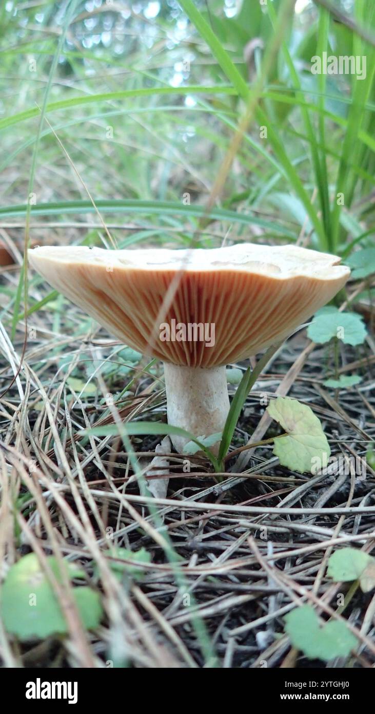 saffron milkcap (Lactarius deliciosus Stock Photo - Alamy
