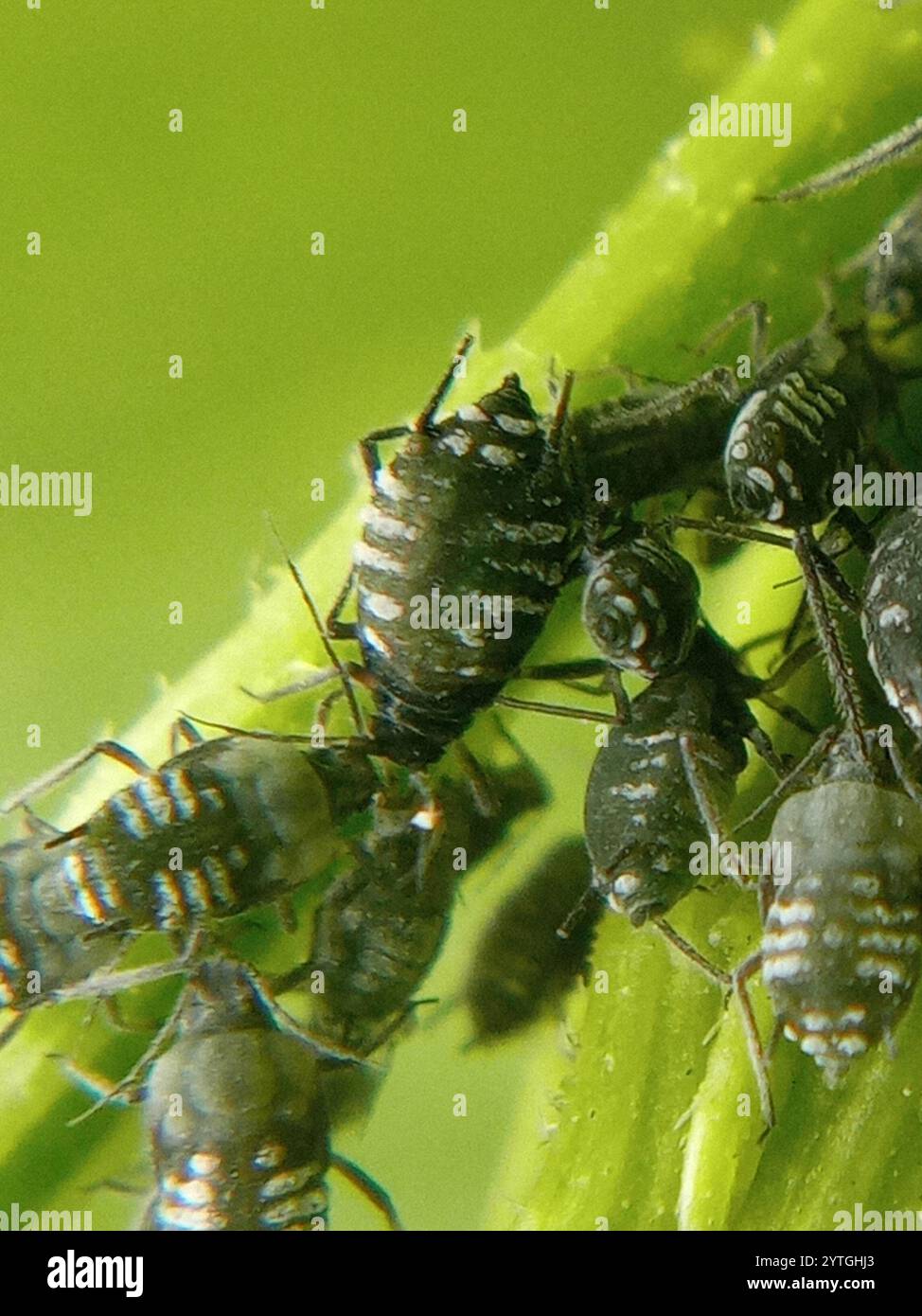 Elder Aphid (Aphis sambuci Stock Photo - Alamy