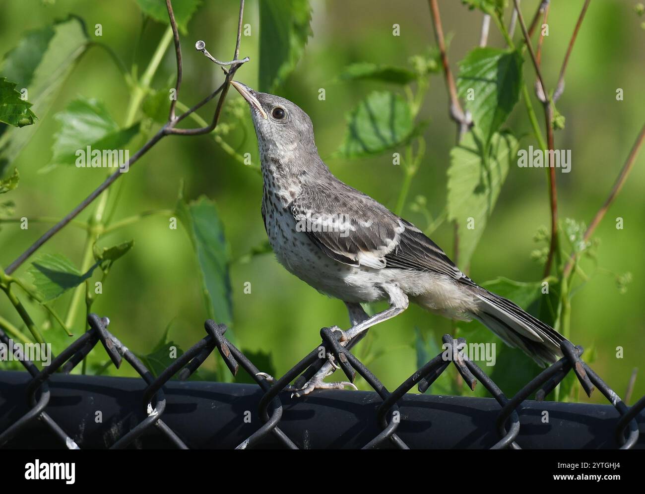 Northern Mockingbird (Mimus polyglottos Stock Photo - Alamy