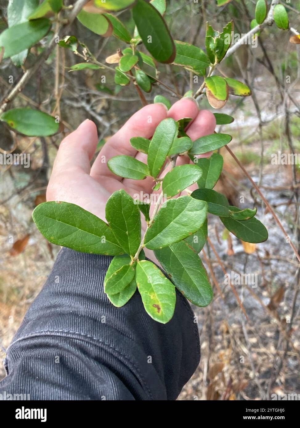 southern live oak (Quercus virginiana Stock Photo - Alamy