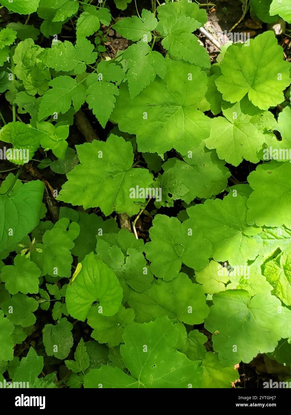 Creeping Foamflower (Tiarella stolonifera Stock Photo - Alamy