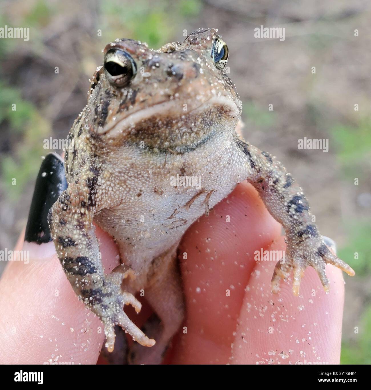 Southern Toad (Anaxyrus terrestris Stock Photo - Alamy