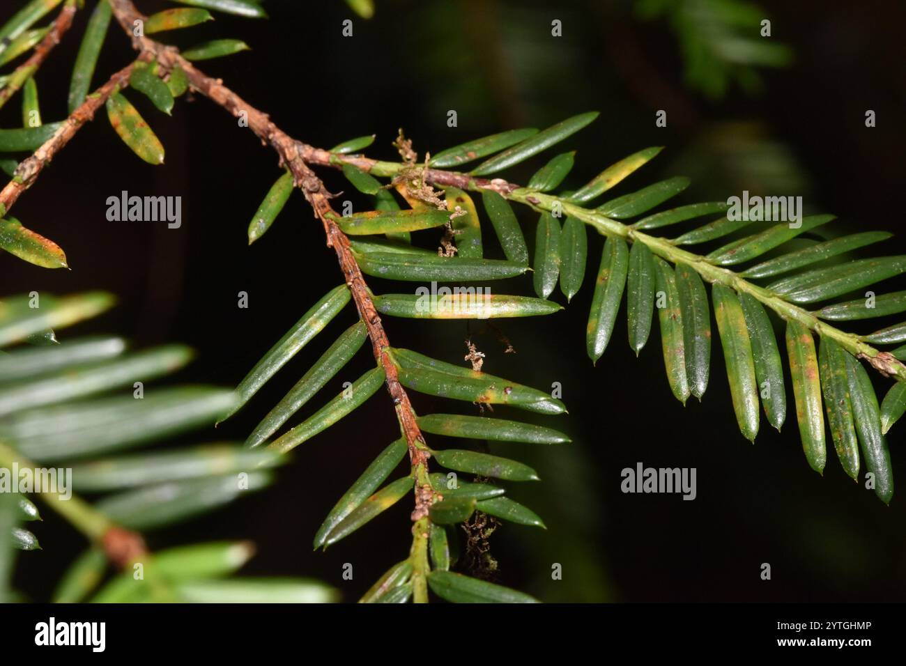 Pacific yew (Taxus brevifolia Stock Photo - Alamy